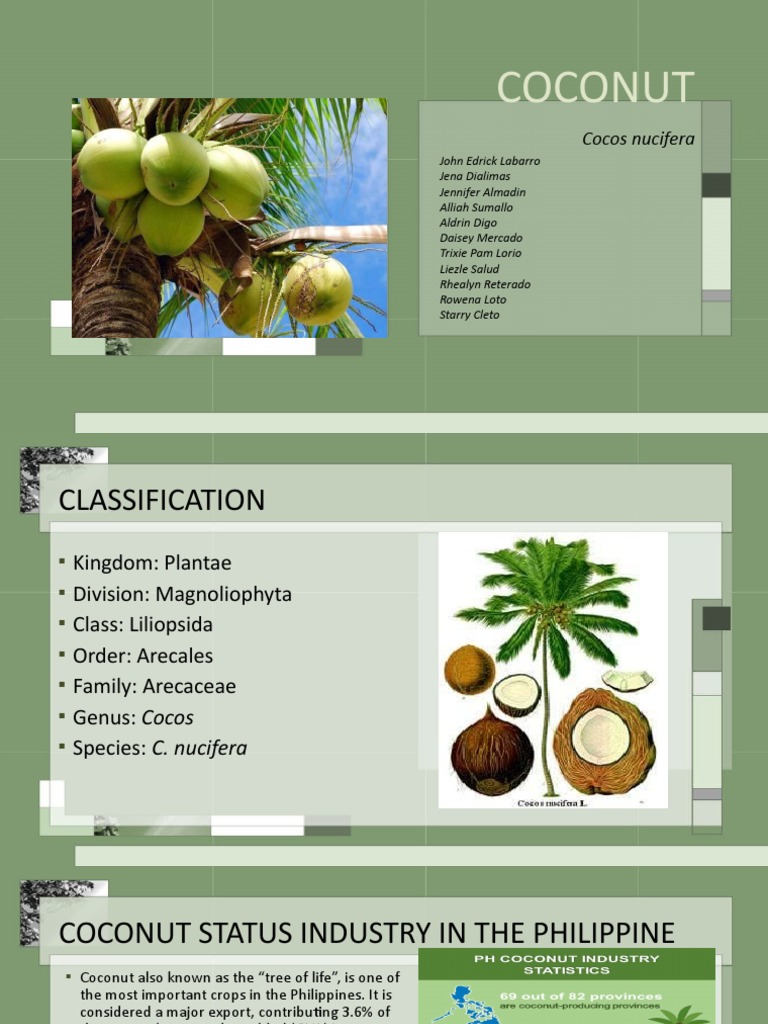 Coconut: Cocos Nucifera | PDF | Coconut | Trees