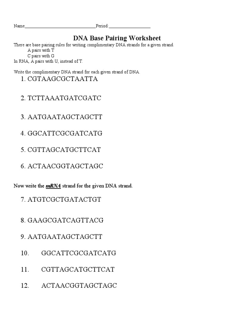 DNA Base Pairing Worksheet | PDF | Genetic Code | Messenger Rna