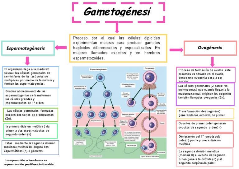 Omogenesis Con Imagen | PDF | Mitosis | Ciencias de la vida