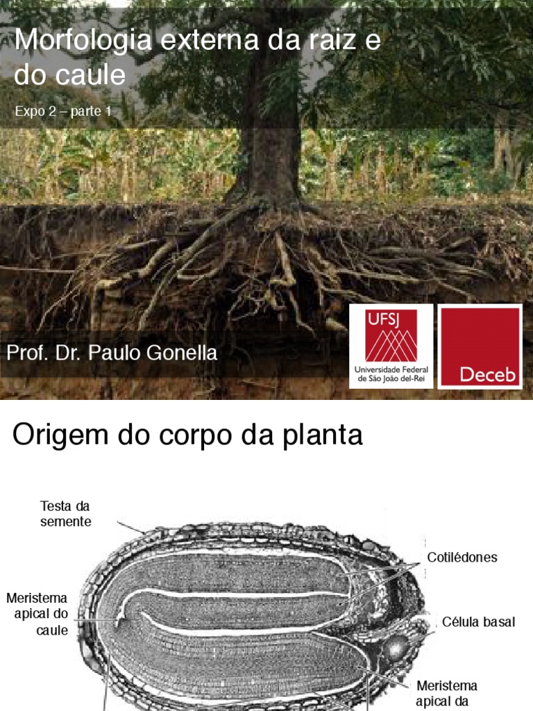 Aula 2 Parte 1 - Morfologia Da Raiz - 2 | PDF | Raiz | Morfologia vegetal