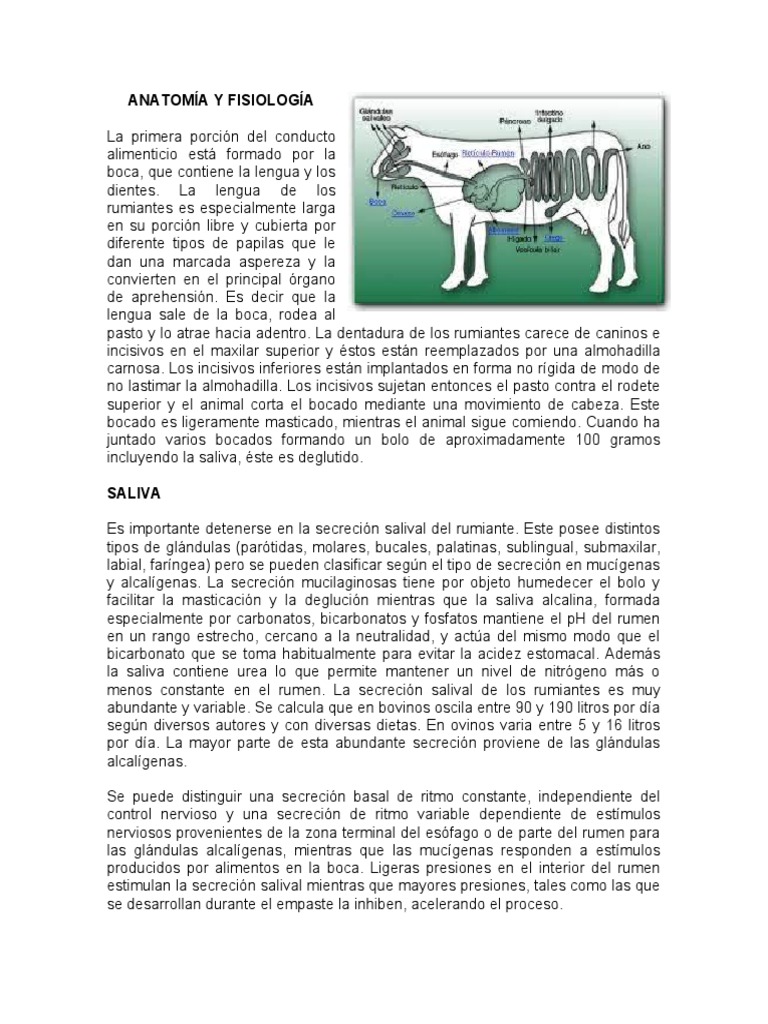Anatomía y Fisiología Del Aparato Digestivo de La Vaca | PDF