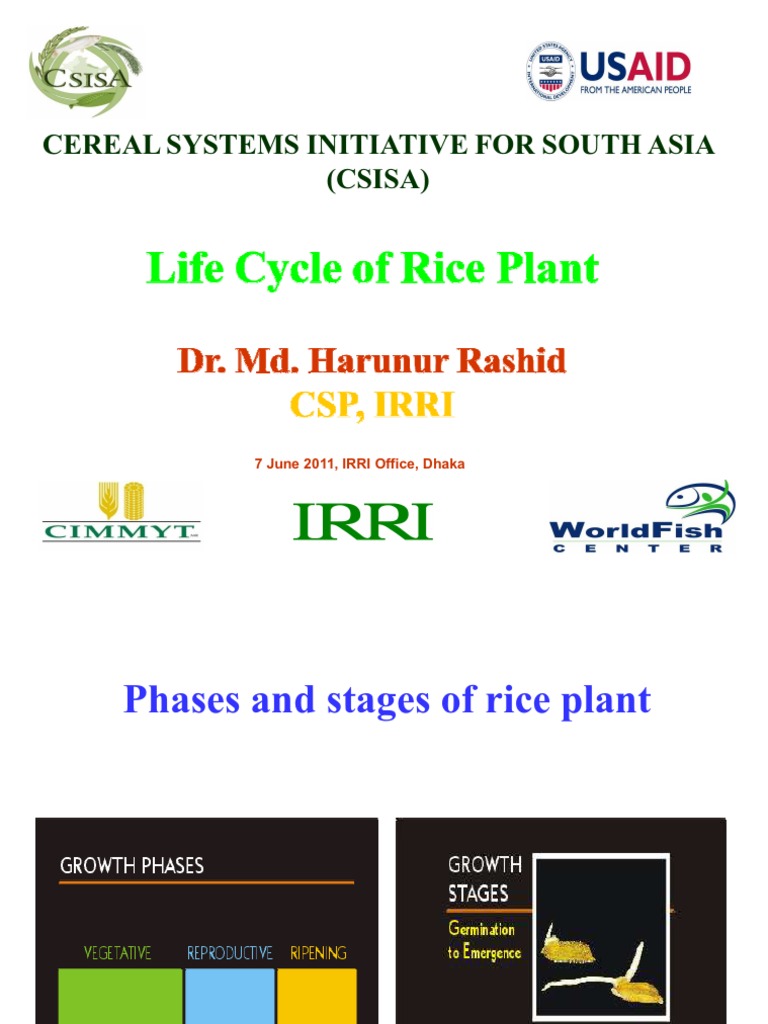 Life Cycle of Rice Plant | PDF | Germination | Rice