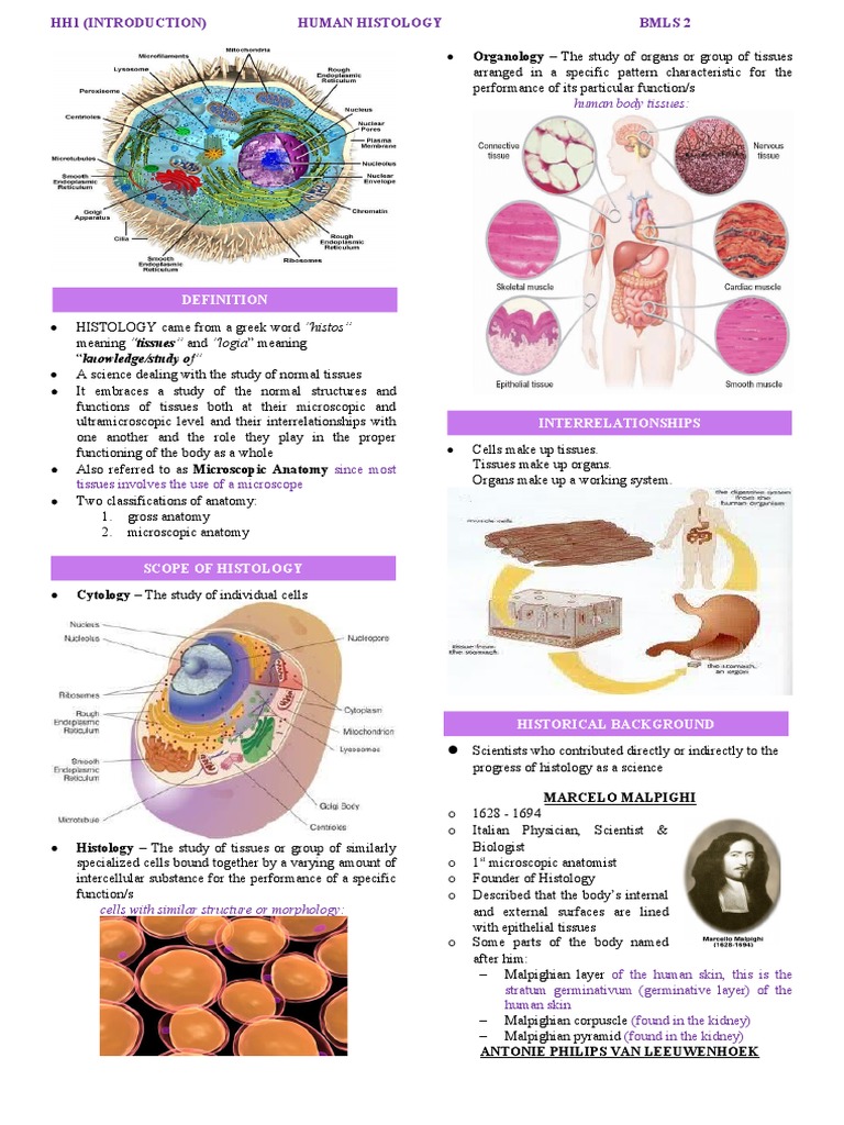 Introduction to Human Histology | PDF | Histology | Tissue (Biology)