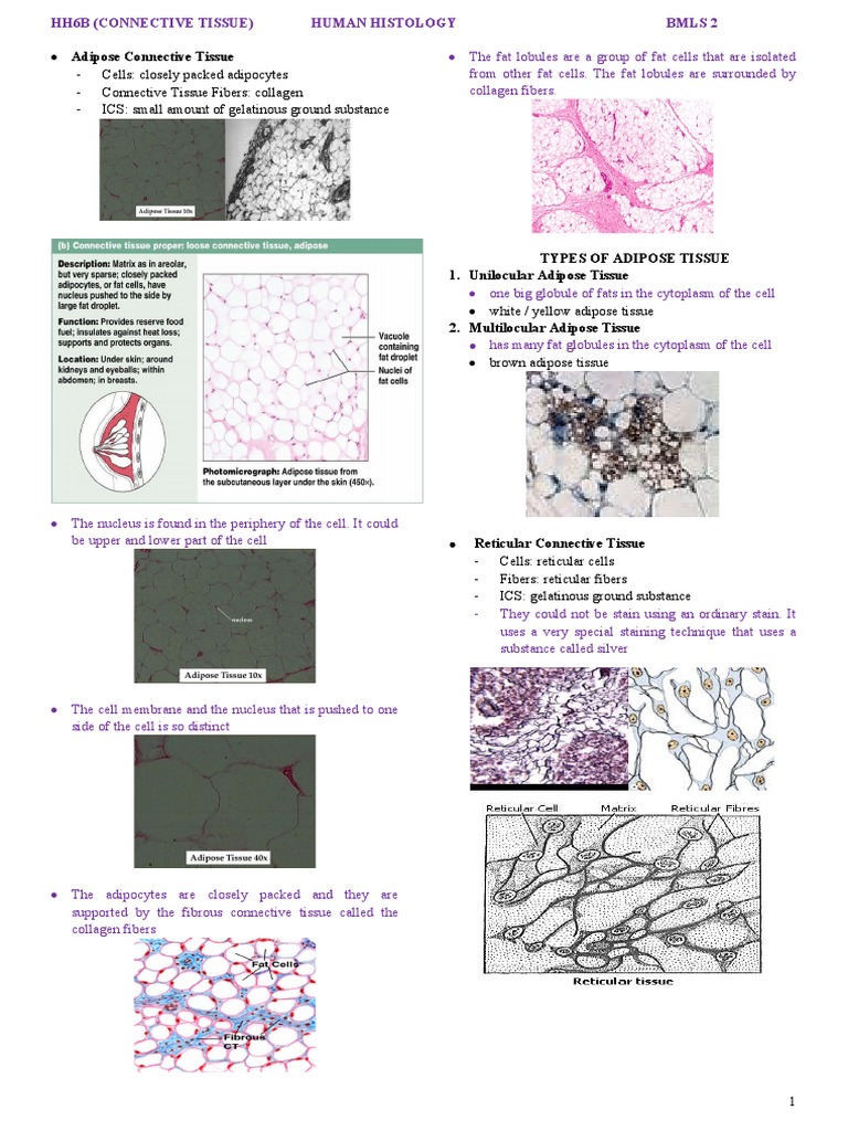 Human Histology 6b Connective Tissue | PDF | Connective Tissue | Adipocyte