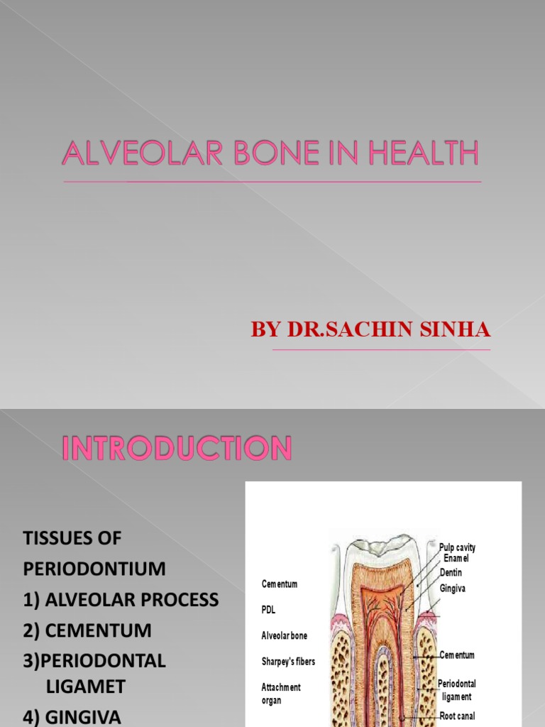 Alveolar Bone Anatomy and Functions | PDF | Bone | Osteoblast