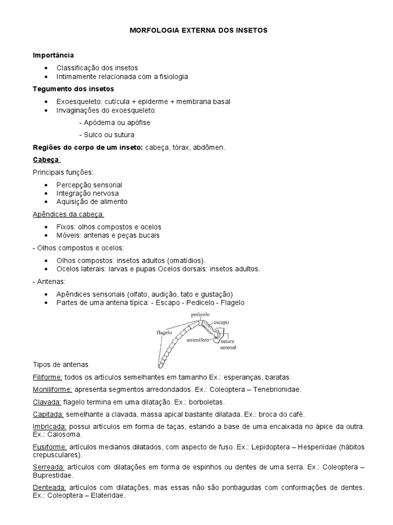 MORFOLOGIA EXTERNA DOS INSETOS - Entomologia Agrícola | PDF | Insetos ...