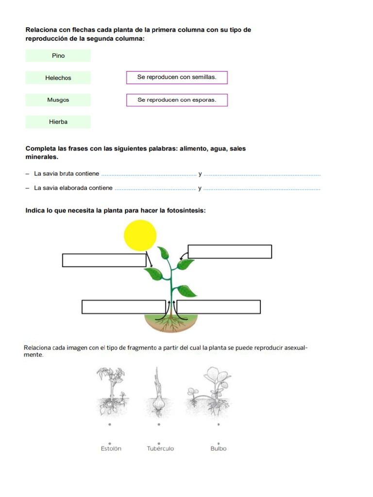 Examen Las Plantas | PDF