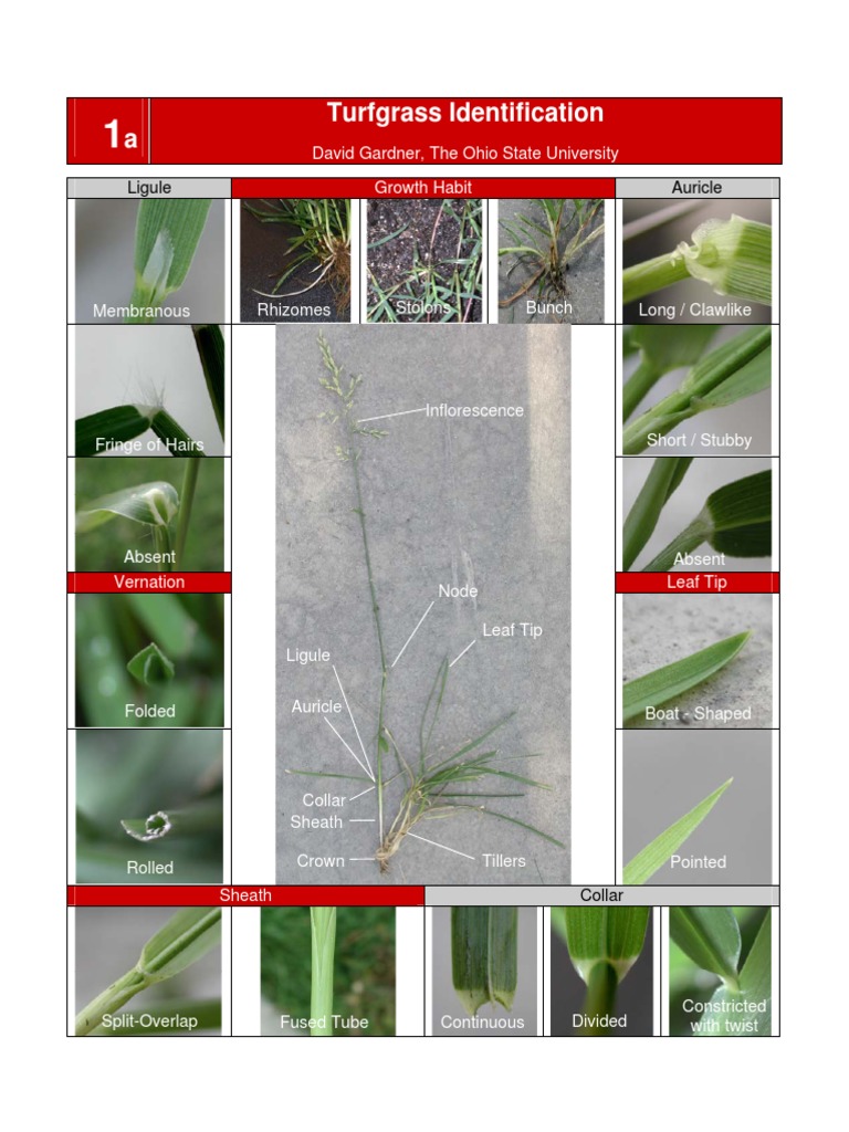 Turfgrass Identification Guide | PDF | Leaf | Horticulture And Gardening