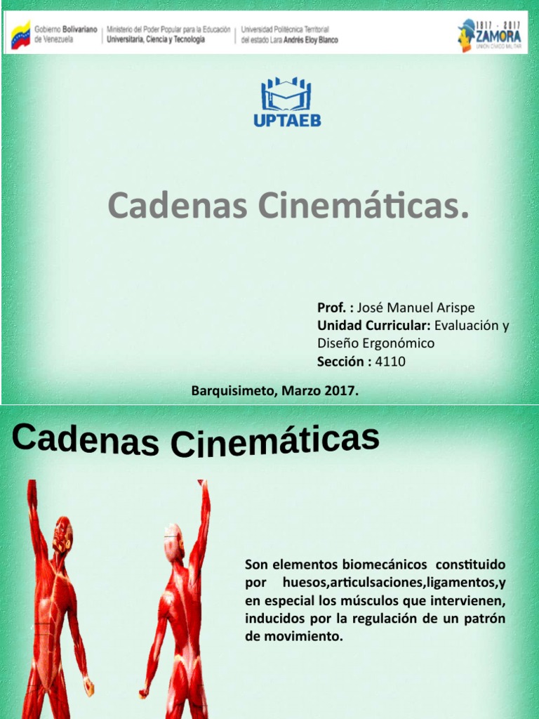 Cadena Cinemática. Ergonomía | PDF | Músculo esquelético | Factores ...