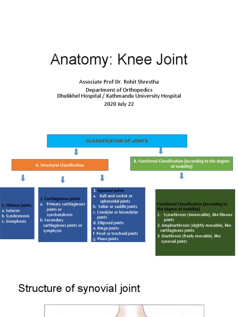 Anatomy of Knee | PDF | Knee | Human Anatomy