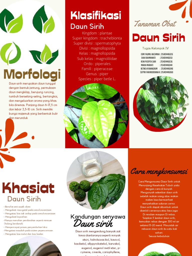 Leaflet Daun Sirih | PDF