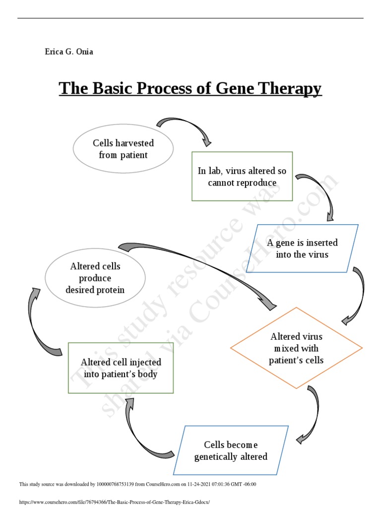 The Basic Process of Gene Therapy Erica G | PDF | Gene Therapy | Gene