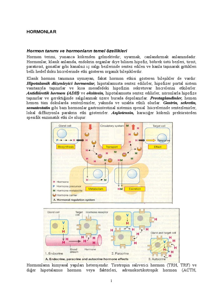 Hormonlar | PDF