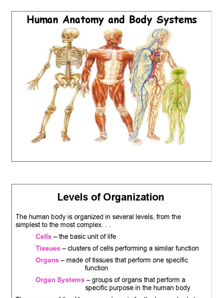 Human Anatomy and Body Systems | PDF | Human Body | Blood