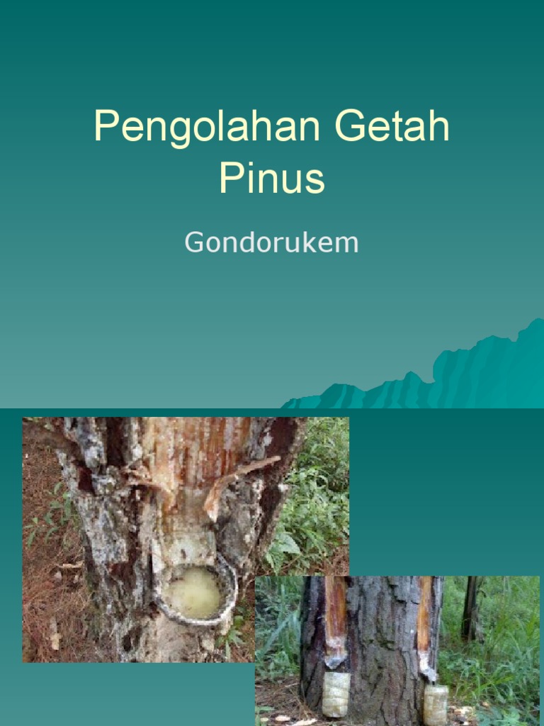 Kuliah 4 Pengolahan Getah Pinus | PDF