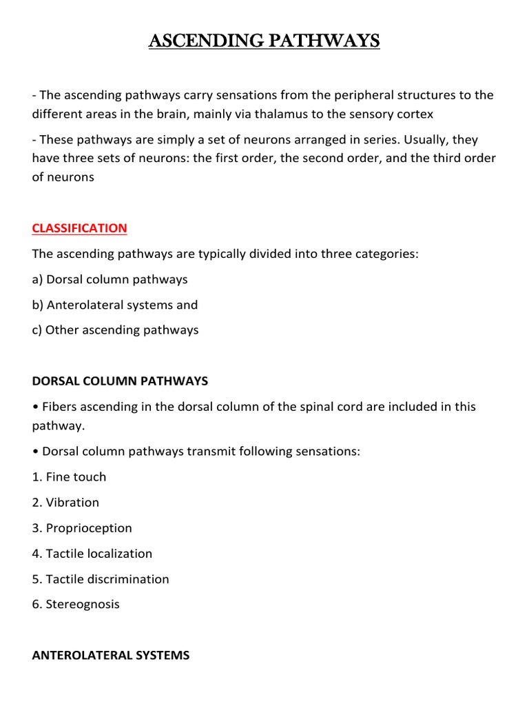 Ascending Pathways (Physiology) | PDF | Somatosensory System | Neuroscience
