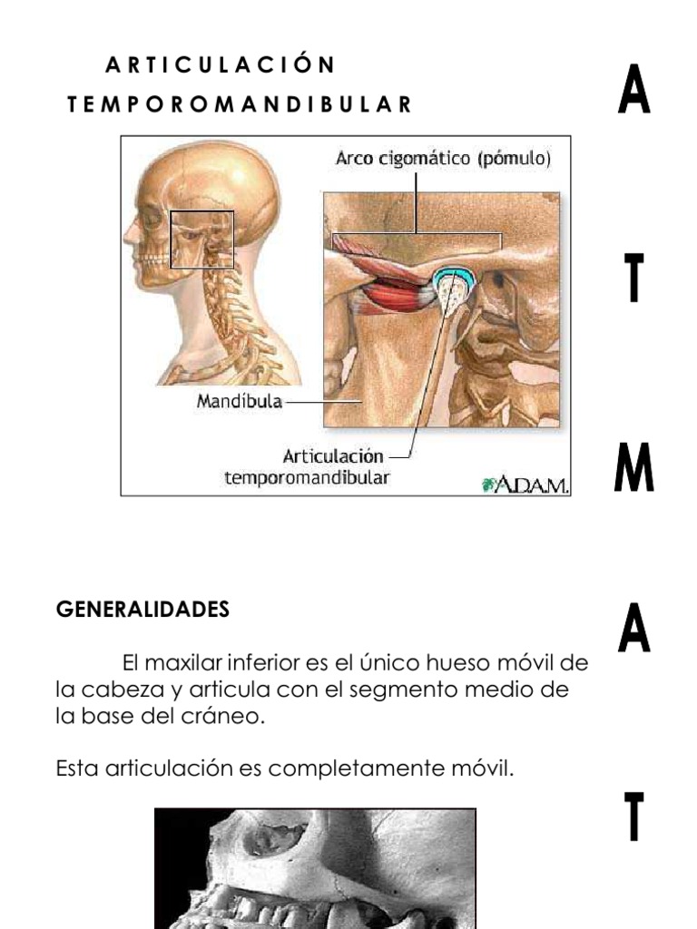 ATM | Articulación | Articulaciones