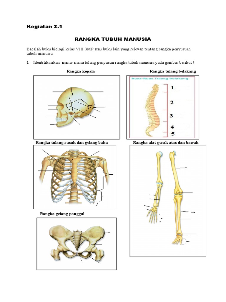 Rangka Tubuh dan Otot Manusia | PDF | Olahraga & Rekreasi | Game ...