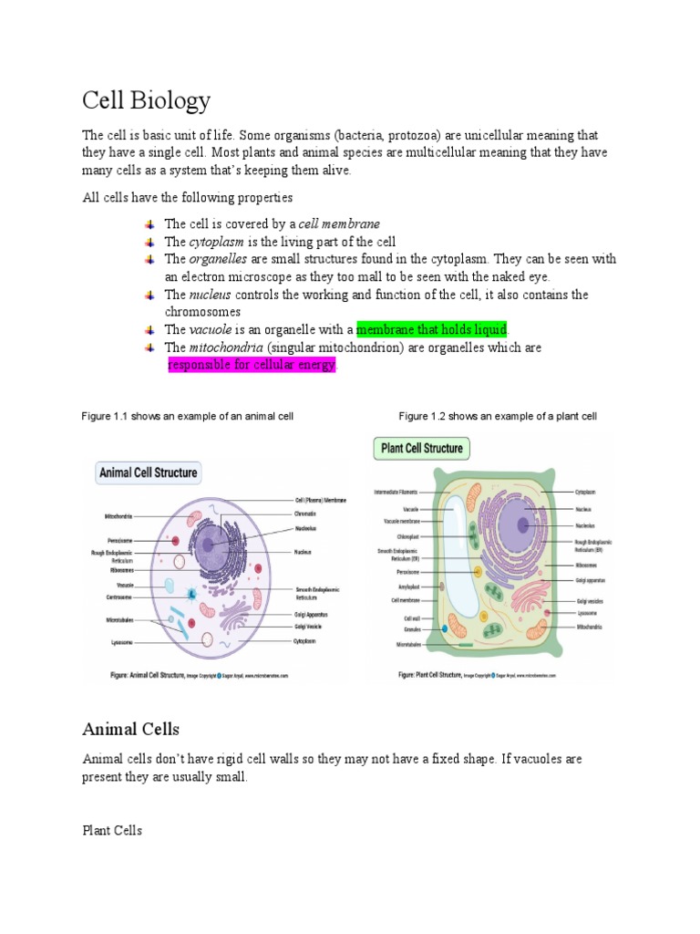 Biology Study Guide | PDF | Cell (Biology) | Vacuole