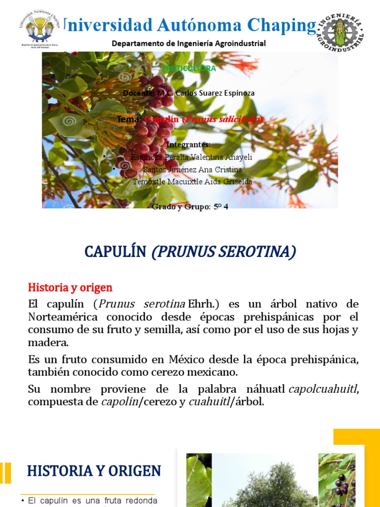 Exposición Capulín | PDF | Plantas | Botánica