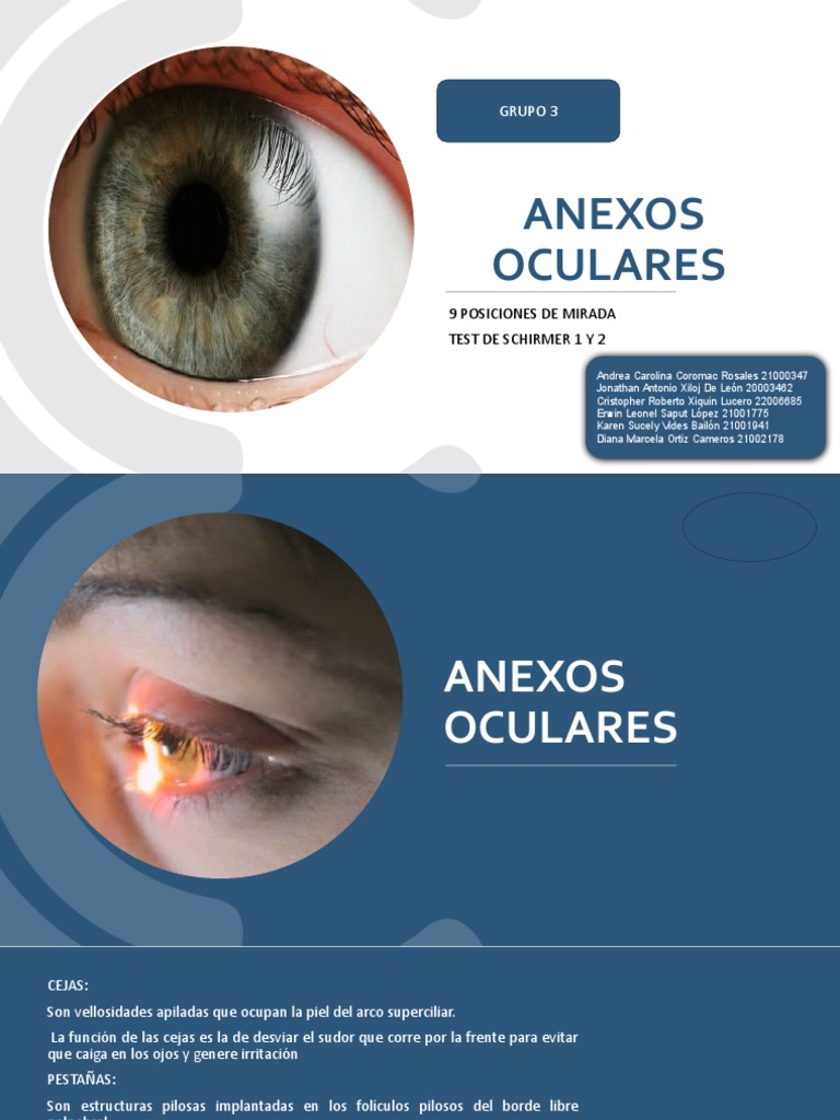 Anexos Oculares | PDF | Ojo | Especialidades Medicas