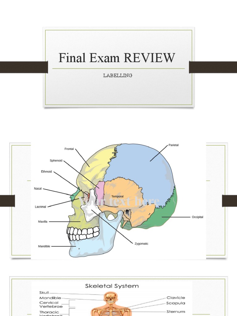 Final Exam REVIEW LABELLING | PDF