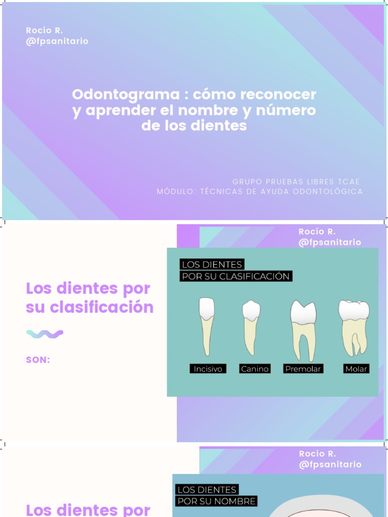 Odontograma - Cómo Reconocer y Aprender El Nombre y Número de Los ...