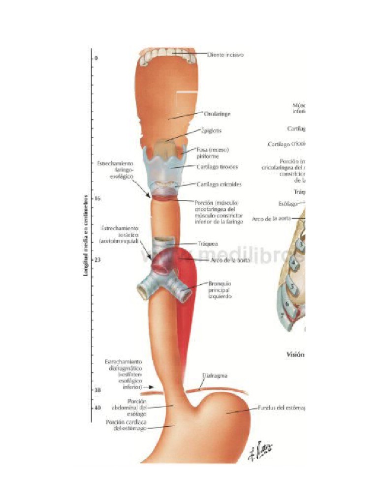 Recto - Del Cuerpo Humano Anatomia | PDF