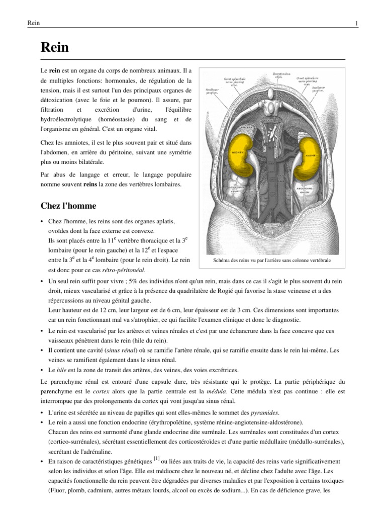Rein | PDF | Rein | Anatomie