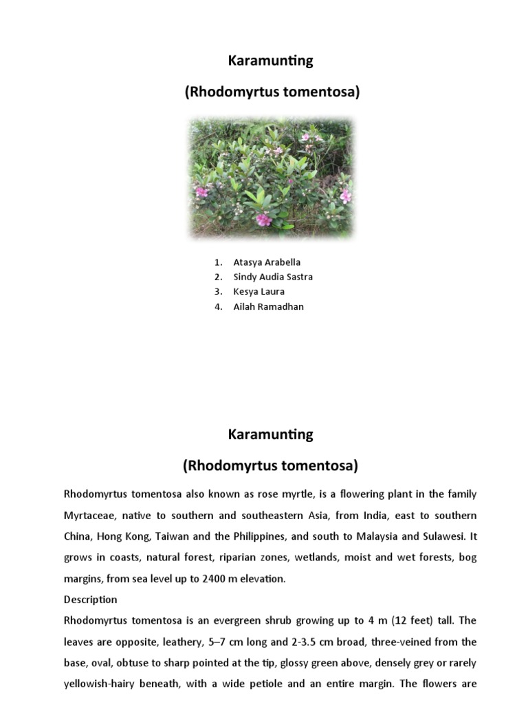 Karamunting | PDF | Plants | Botany