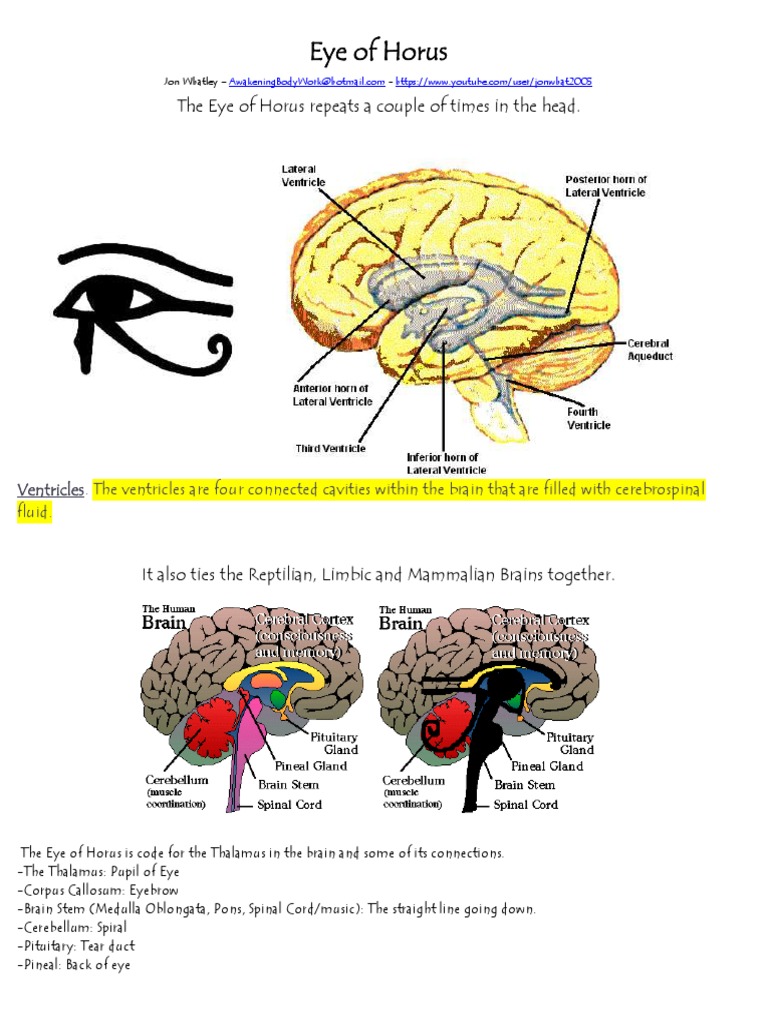 Eye of Horus | PDF | Brain | Neuroscience