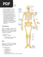 Skeletal System 206 Bones Comprehensive List | PDF | Skull ...
