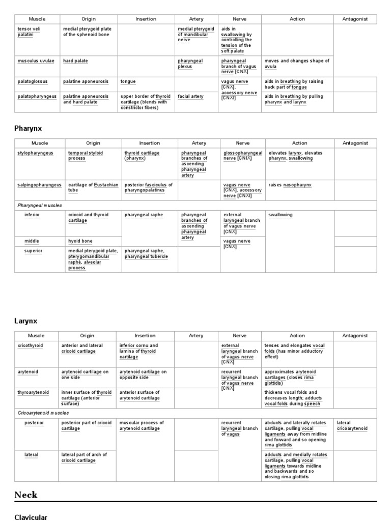 List of skeletal muscles of the human body - Wikipedia | PDF | Vertebra ...