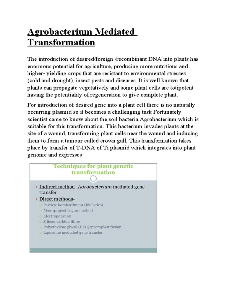 Agrobacterium Mediated Transformation | PDF | Transformation (Genetics ...