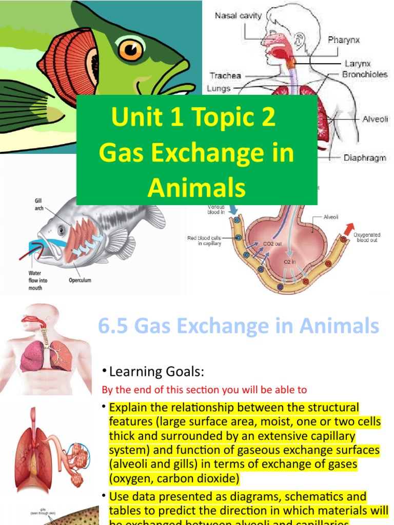 Unit 1 Topic 2 Gas Exchange in Animals 2022 | PDF | Gill | Respiratory ...