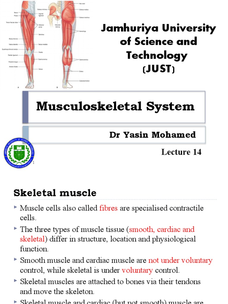 Overview of the Musculoskeletal System | PDF | Skeletal Muscle | Muscle ...