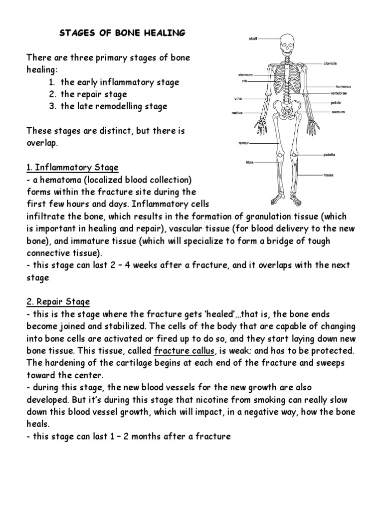 Stages of Bone Healing | PDF | Bone | Healing