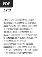 Adaptations of The Leaf For Photosynthesis and Gaseous Exchange | PDF ...