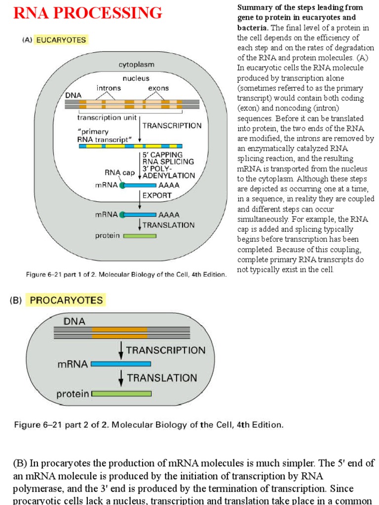 64212-08 RNA Splicing | PDF | Rna Splicing | Messenger Rna