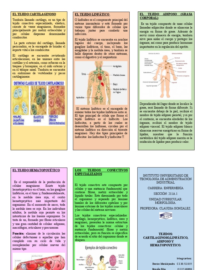 Triptico Morfo | PDF | Cartílago | Tejido adiposo