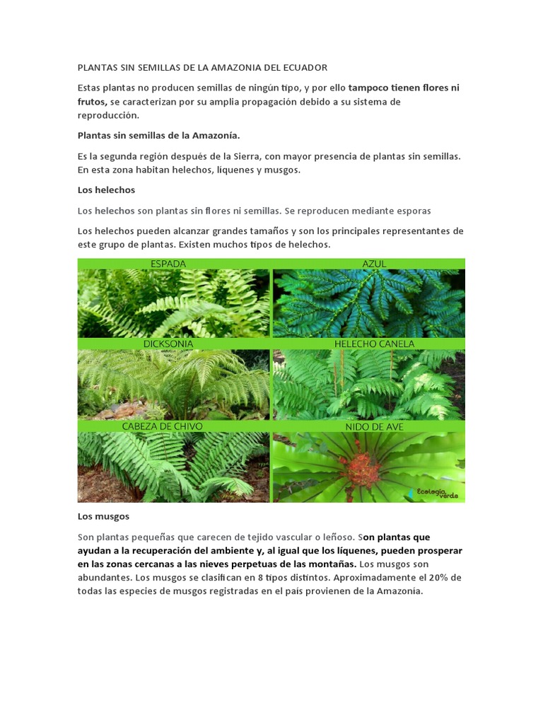 Plantas Sin Semillas De La Amazonia Del Ecuador Pdf Ciencia Y 2825