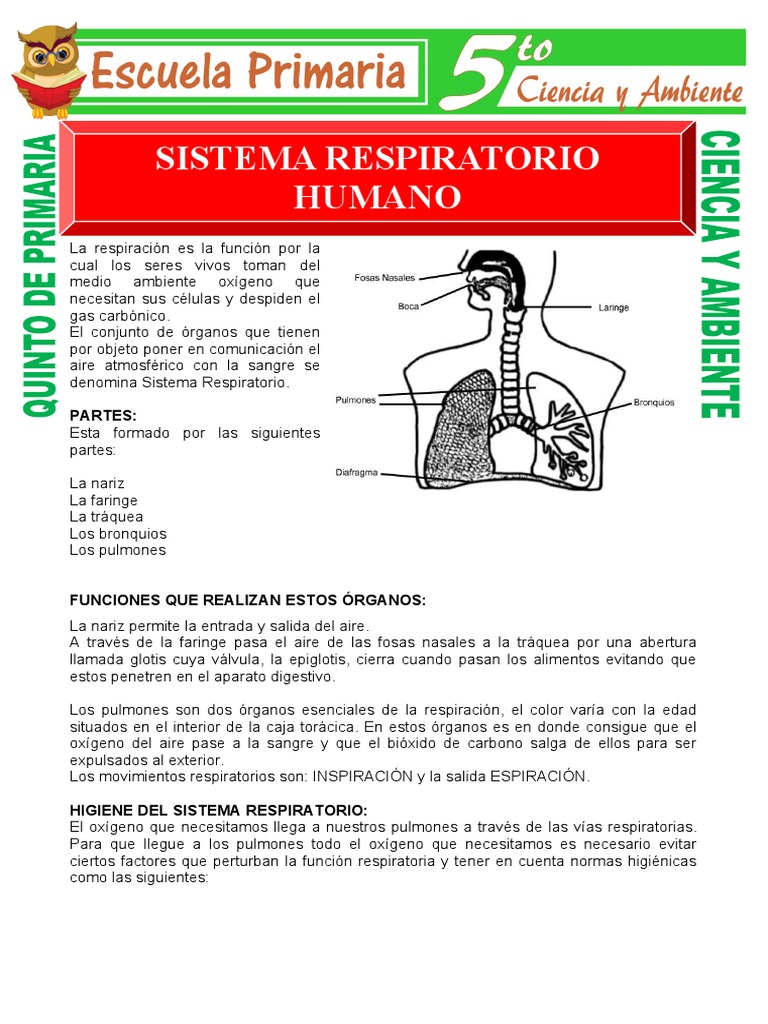 Sistema Respiratorio Humano para Quinto de Primaria | PDF | Sistema ...