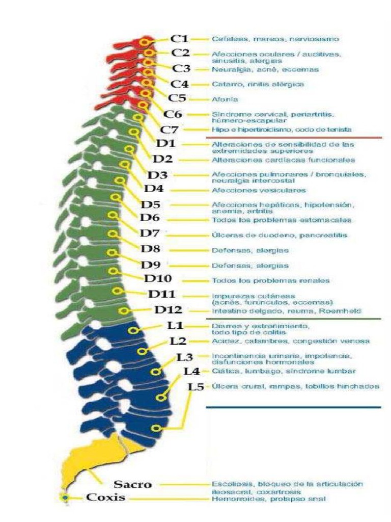 Columna Vertebral Tecnica Segmental | PDF
