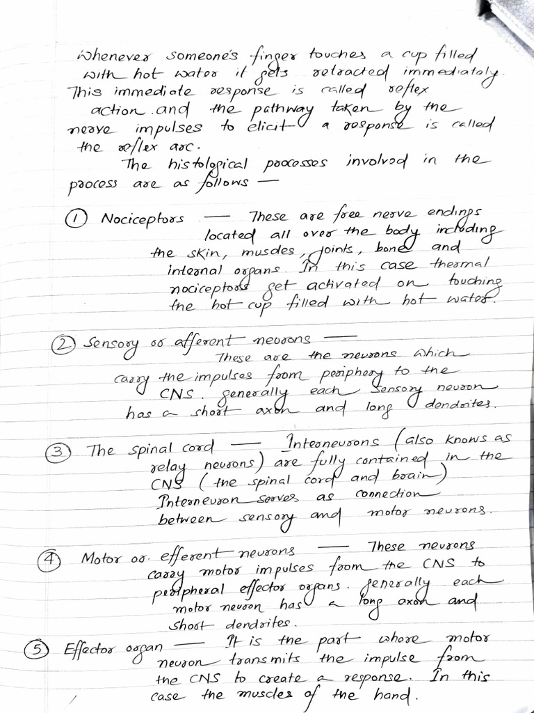Reflex Arc | PDF | Physiology | Central Nervous System
