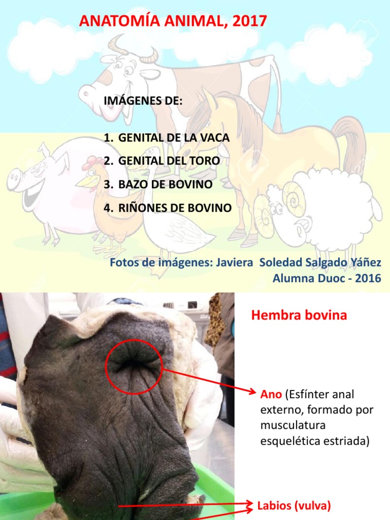 Anatomía Genital y Órganos Bovinos | PDF | Vagina | Vacas