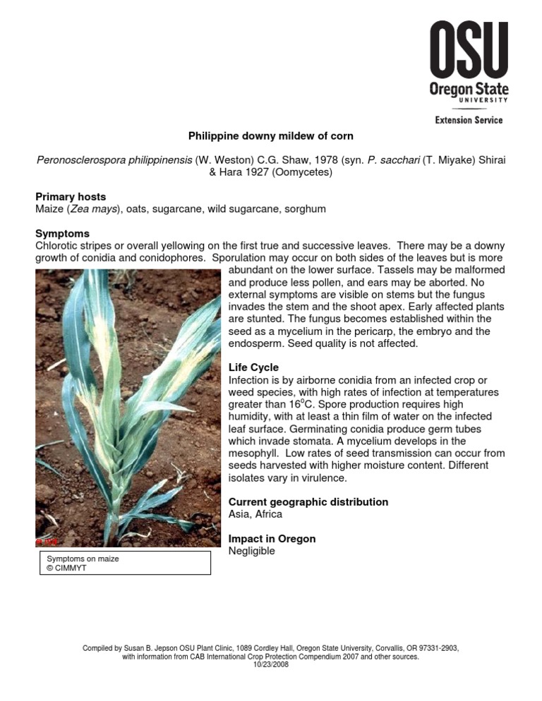 Philippine Downy Mildew of Corn | PDF