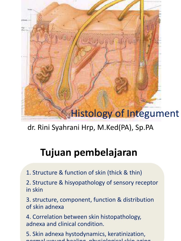 Integument Histology: Skin Structure & Function | PDF | Skin | Epidermis