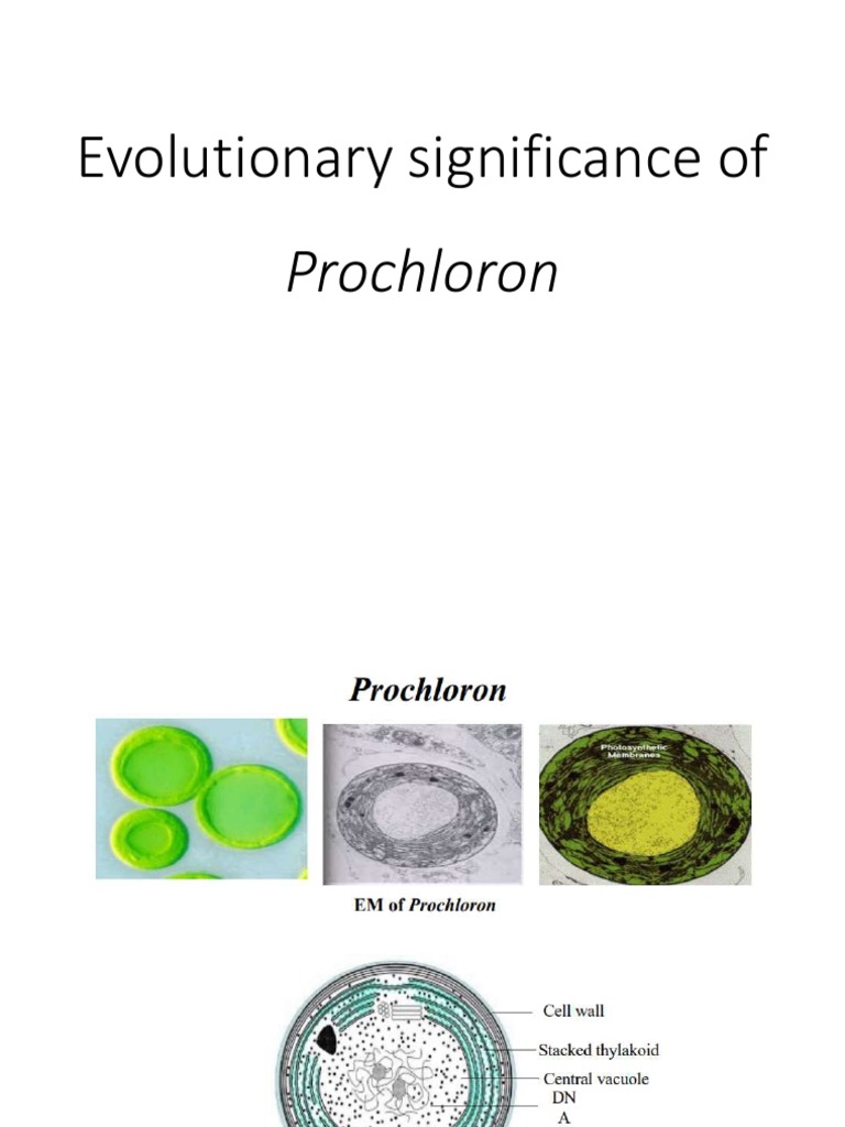 Unit7 - Evolutionary Significance of Prochloron-1 | PDF | Cyanobacteria ...