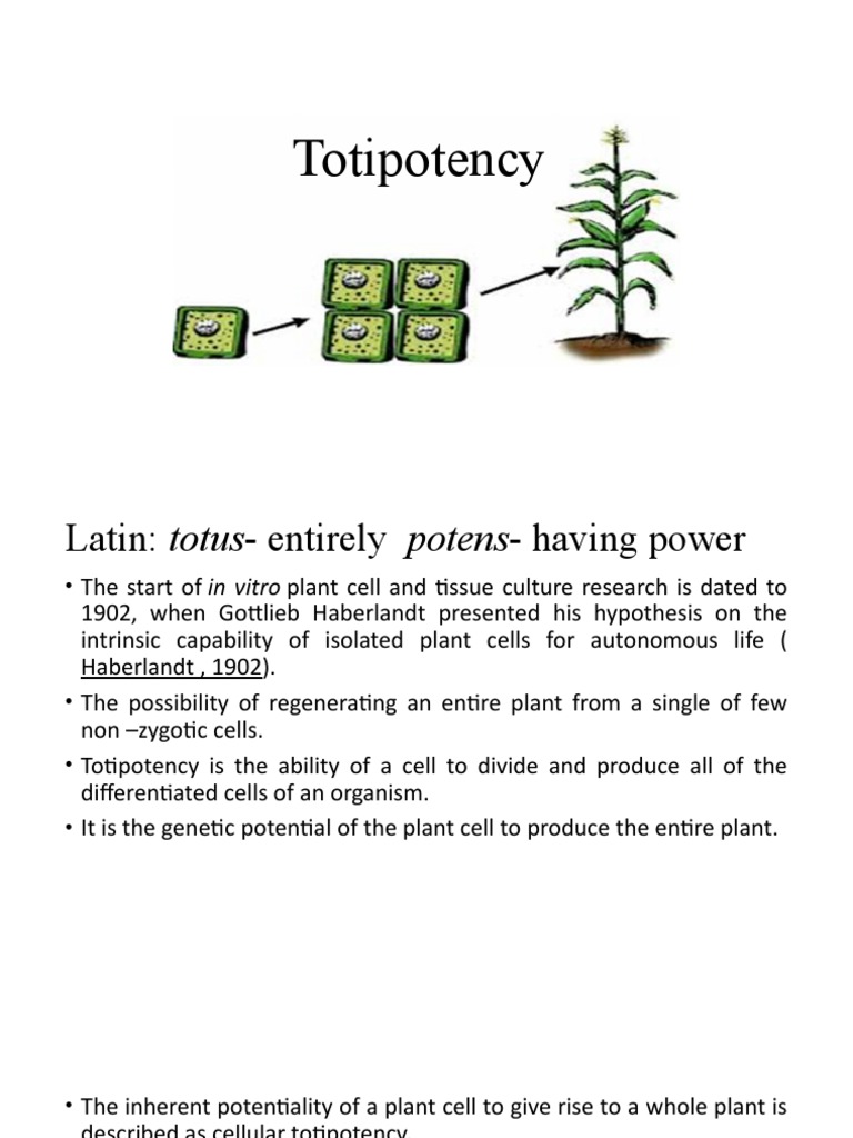 Totipotency 1 | PDF | Root | Cell Potency