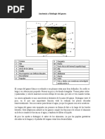 Principales Partes Del Gallo | PDF | Estudios de idiomas extranjeros